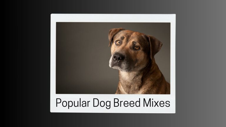 The Ultimate List of Popular Dog Breed Mixes You Need to Know