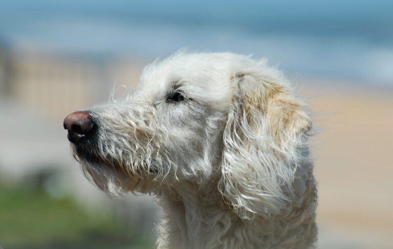 Labradoodle: The Ultimate Guide to the Labrador-Poodle Mix