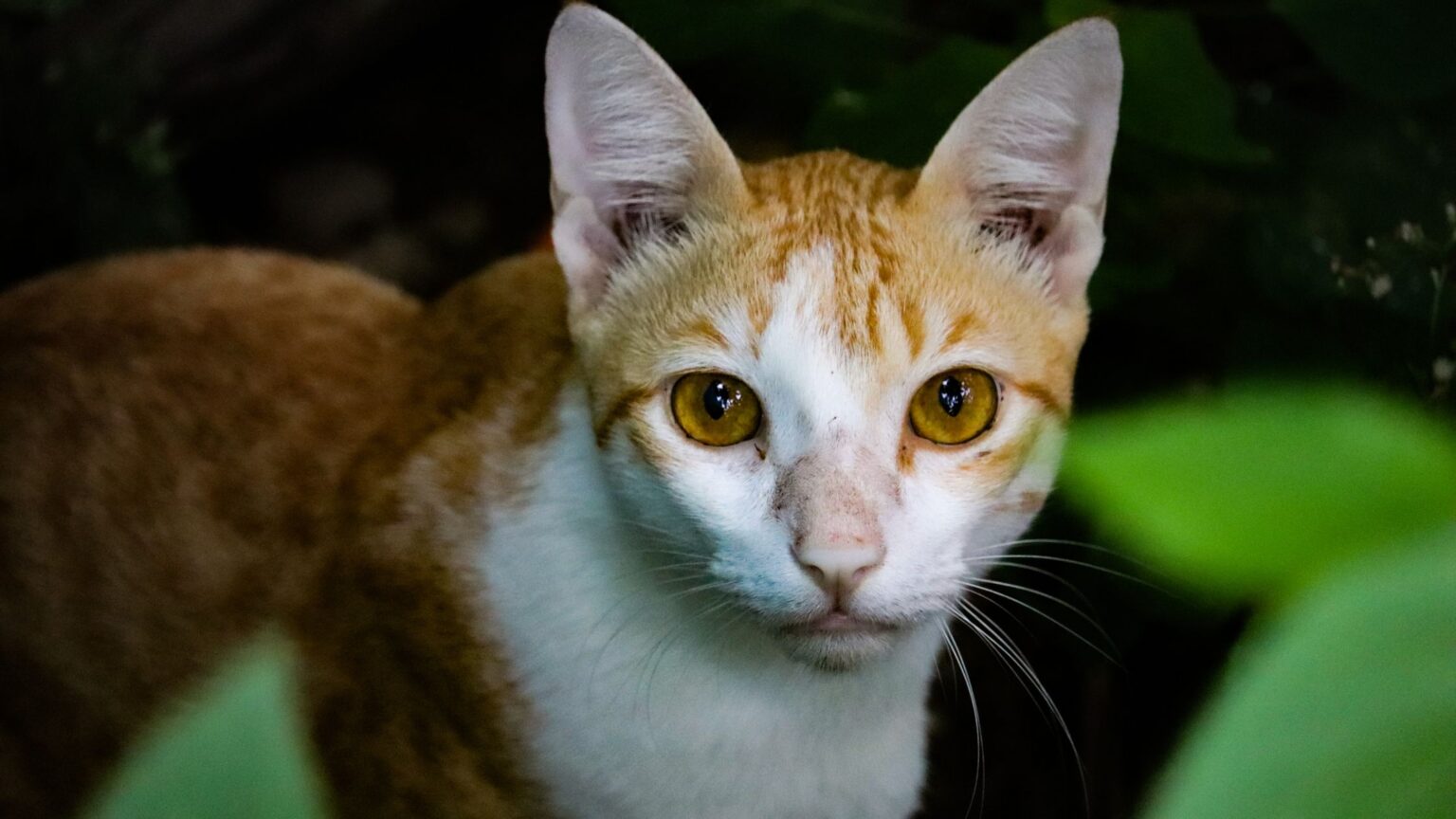 Discovering the Indian Billi: The Native Cat of India