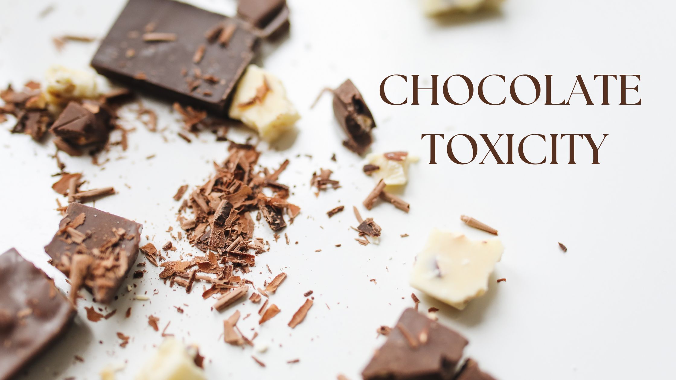 Understanding why chocolate is toxic to dogs | Pawesome Parents