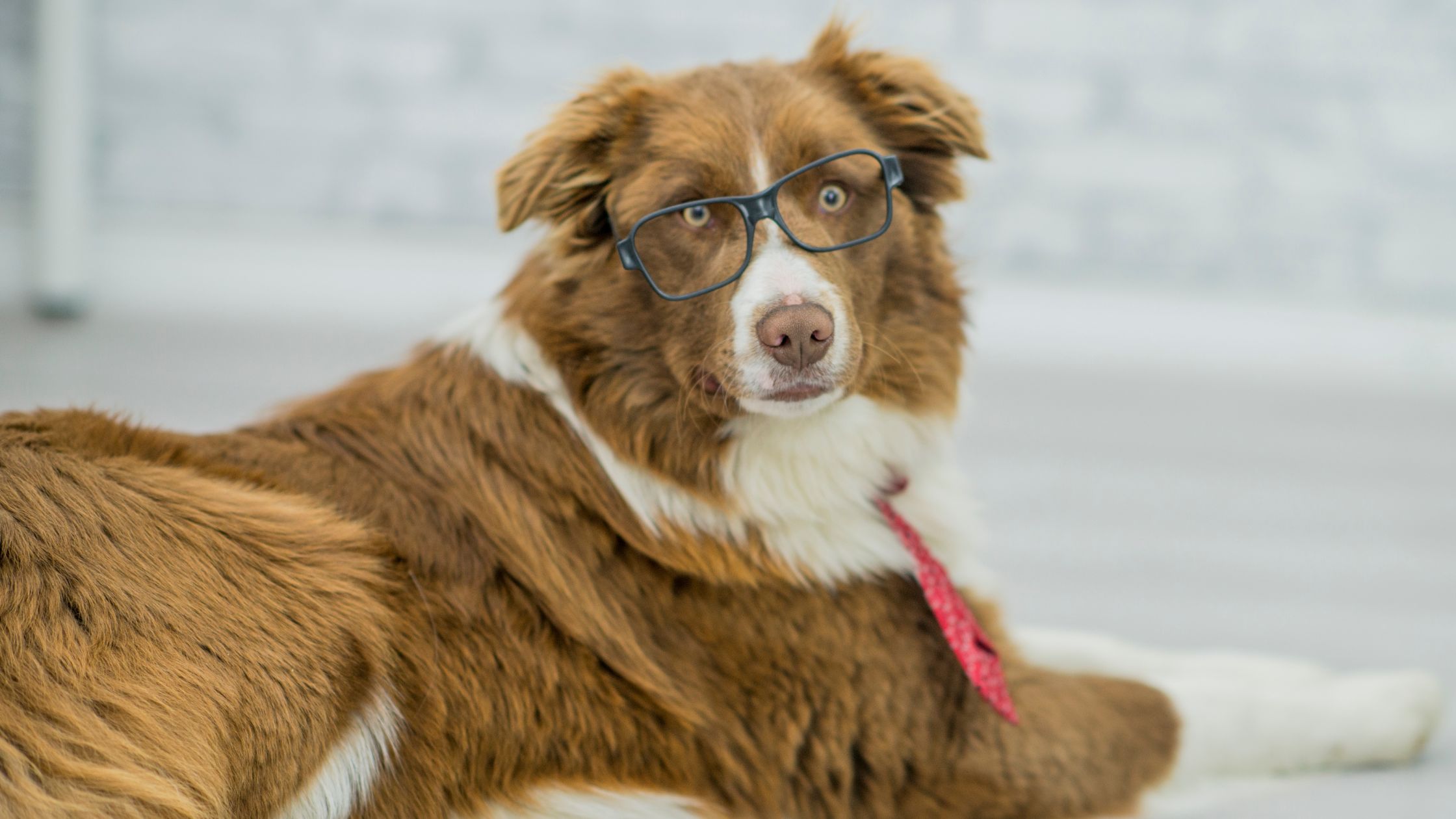 Top 10 Intelligent Dog Breeds and Their Training Guide