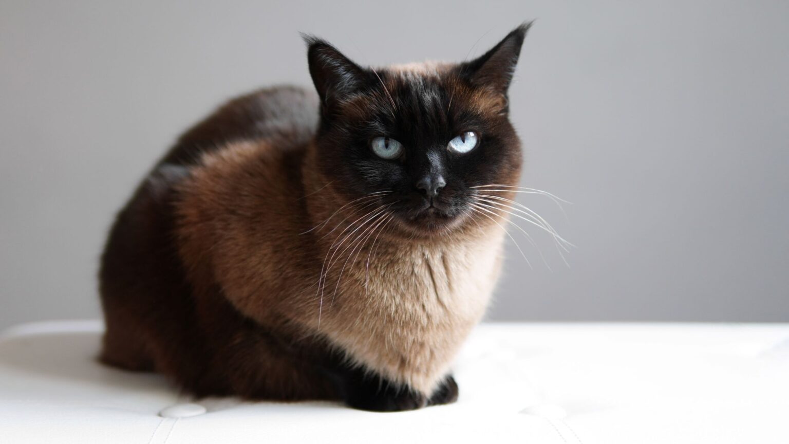 All About Siamese Cats: Personality, Care, and Fun Facts
